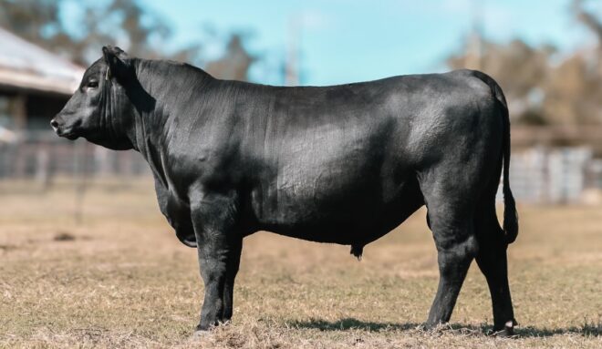 Strickland Cattle Sale | Luke Mobley Col.