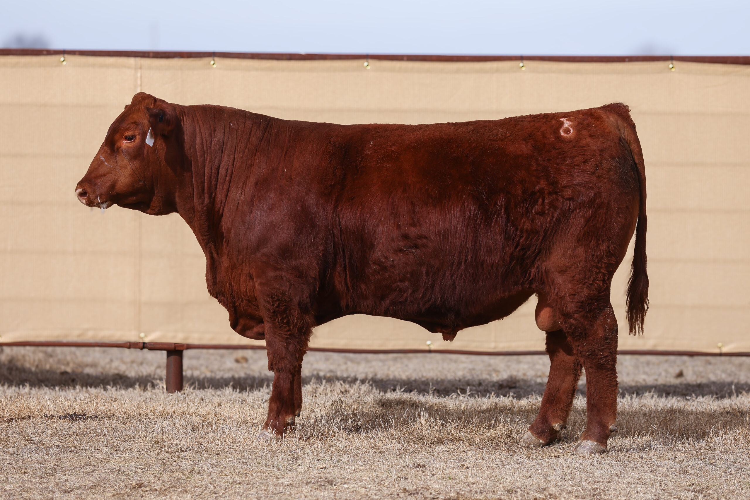 Anthony Ranches | Luke Mobley Col.